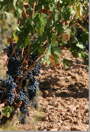 DE LA ALBOSA AL CIELO_ 50 años de historia de la Cooperativa | Utielanias